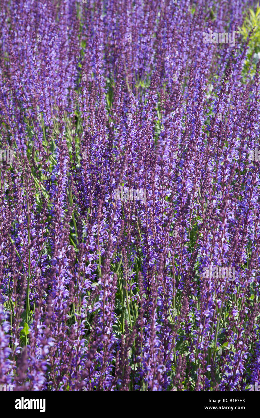 Salvia superba hi-res stock photography and images - Alamy