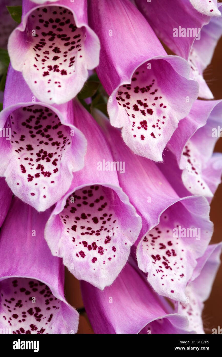 Close up of the flowers of the native foxglove Stock Photo - Alamy