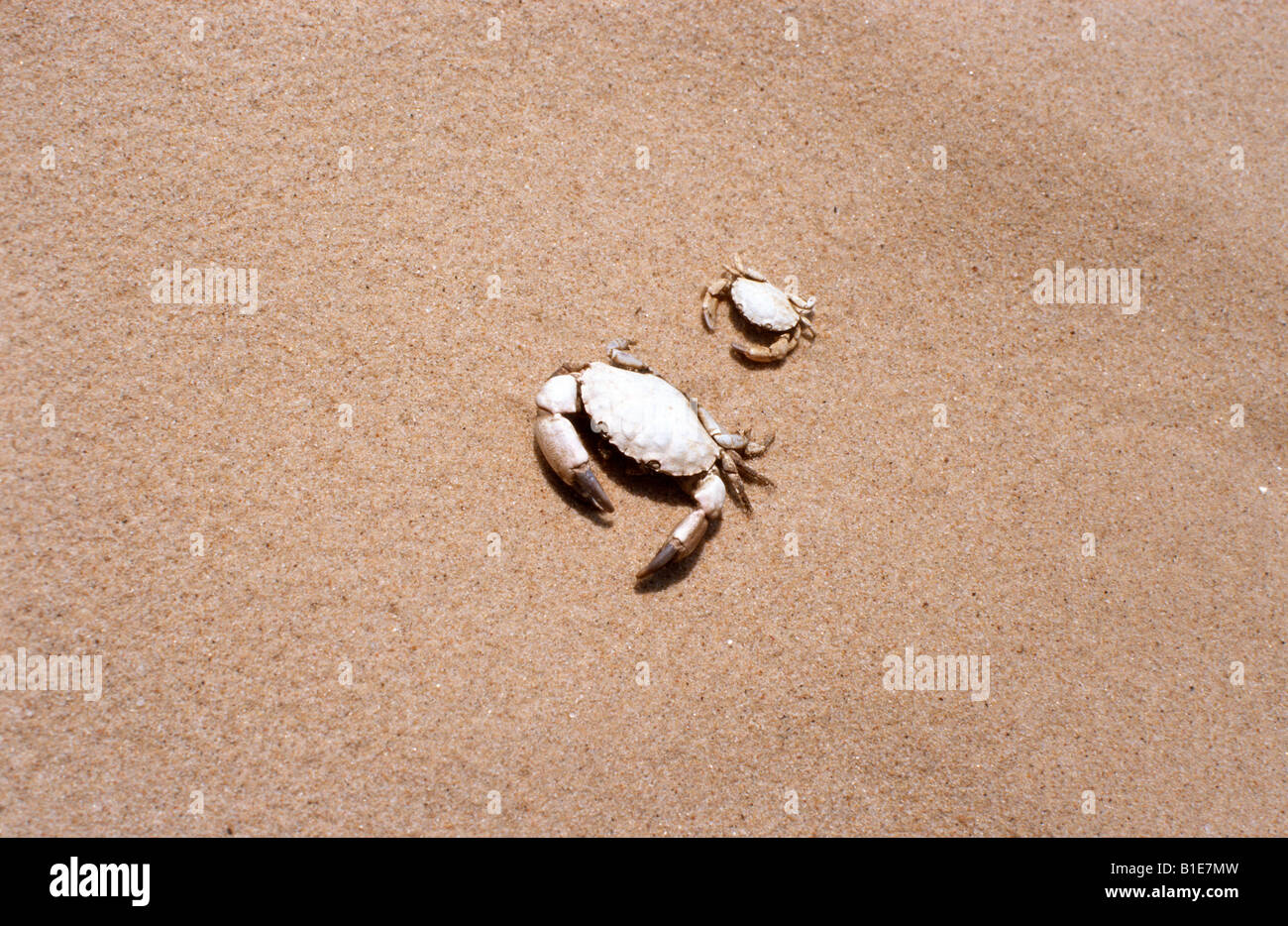 Small Dried Crab High Resolution Stock Photography and Images - Alamy