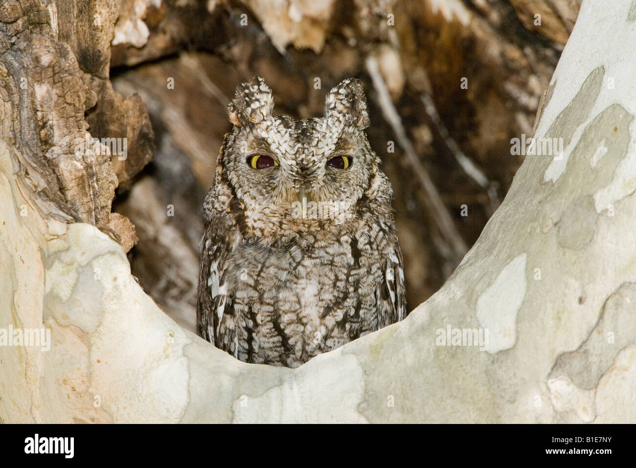 Whiskered screech owl hi-res stock photography and images - Alamy