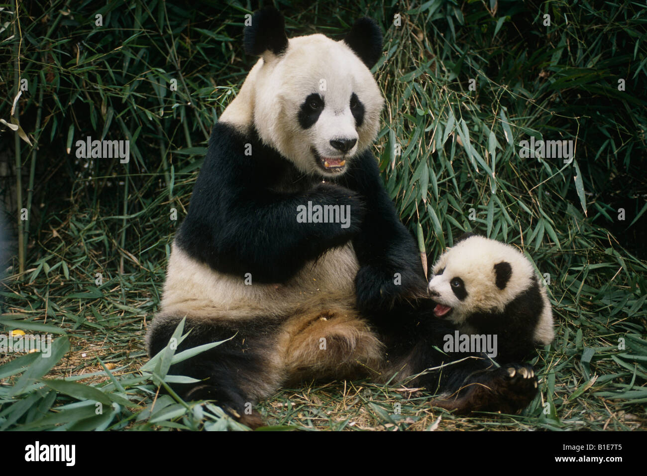 Giant Panda Mother & Cub Wolong Panda Preserve Sichuan Province China ...