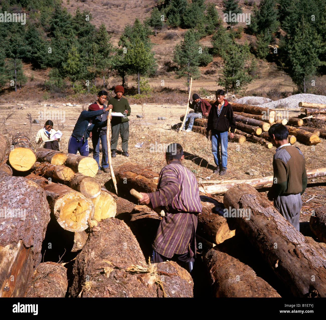 Bhutan Zungney workers handling logs in timber yard Stock Photo - Alamy