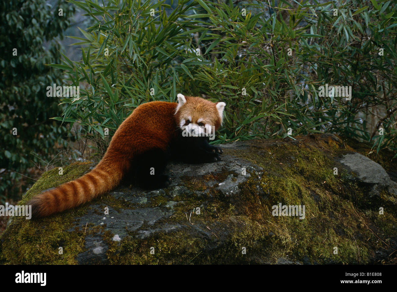 Red Panda Wolong Panda Preserve Sichuan Province China Stock Photo - Alamy