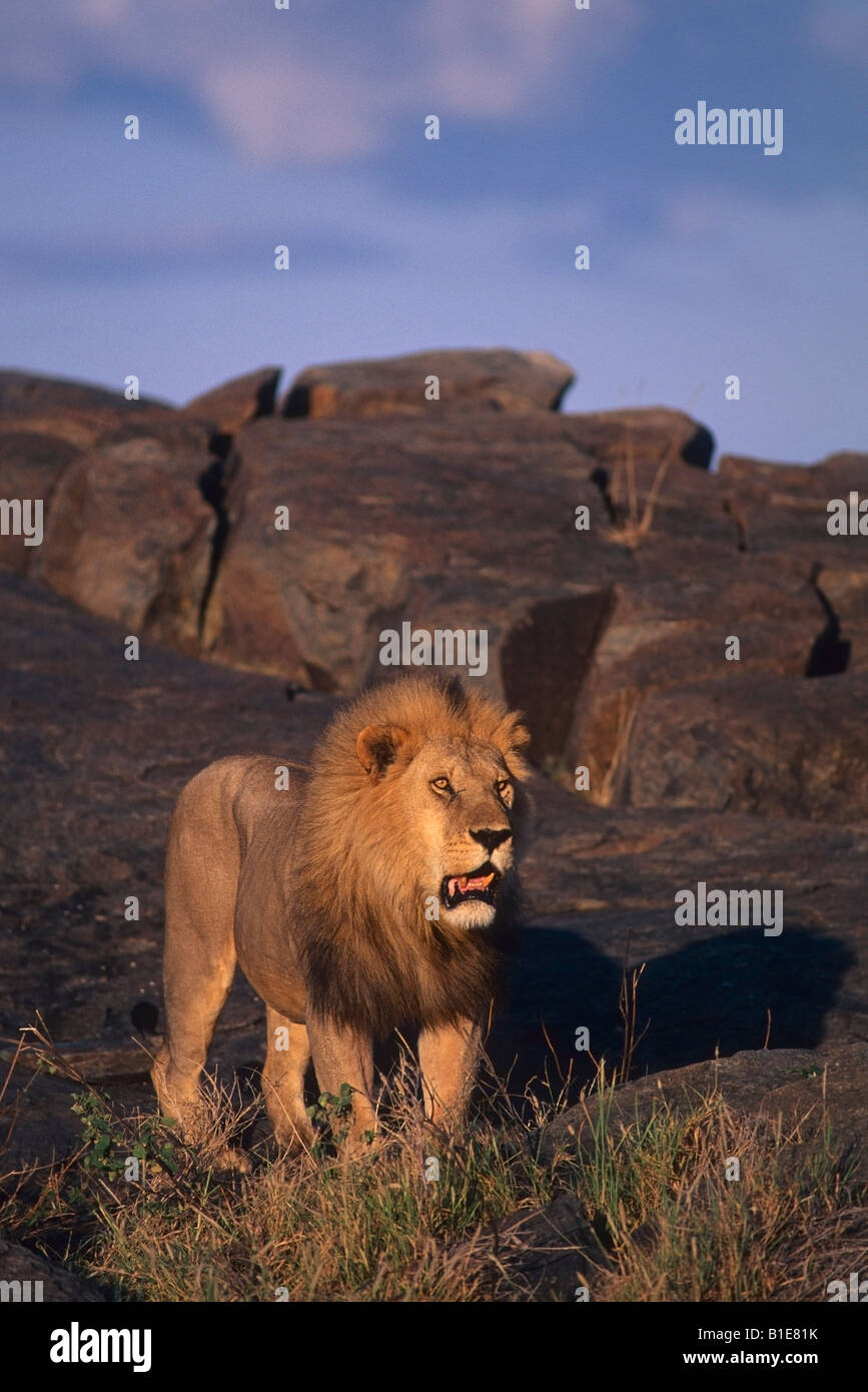 Male Lion standing Africa Stock Photo - Alamy