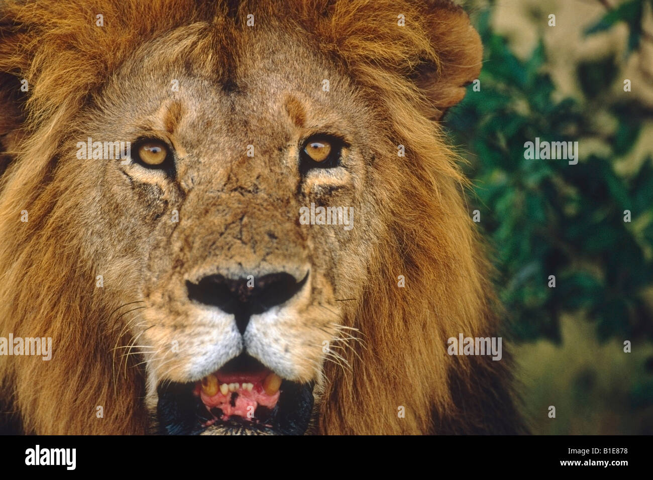 Close up of Male Lion face Africa Stock Photo - Alamy