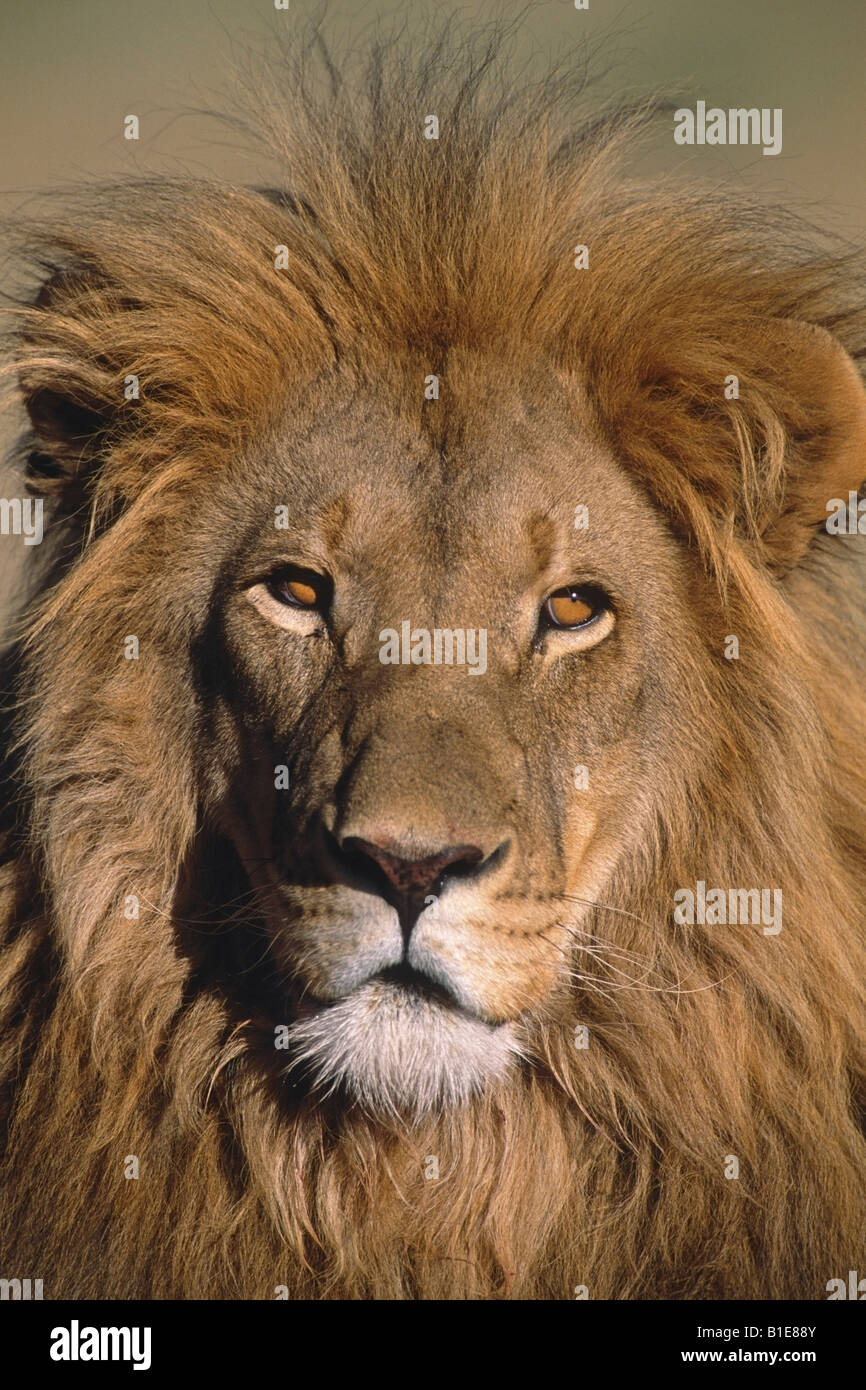 Portrait of Male Lion Africa Stock Photo - Alamy