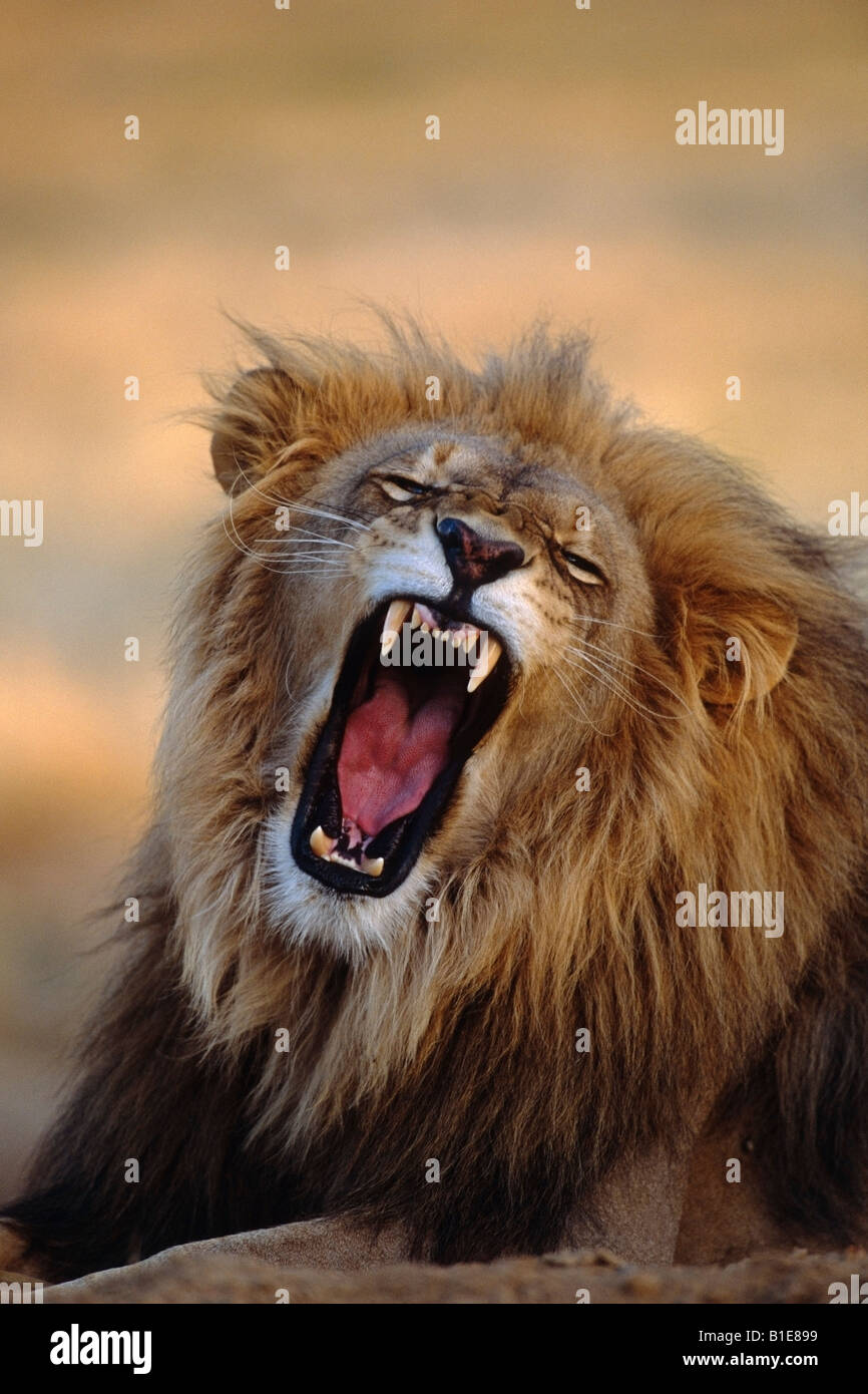 Snarling Male Lion Africa Stock Photo - Alamy