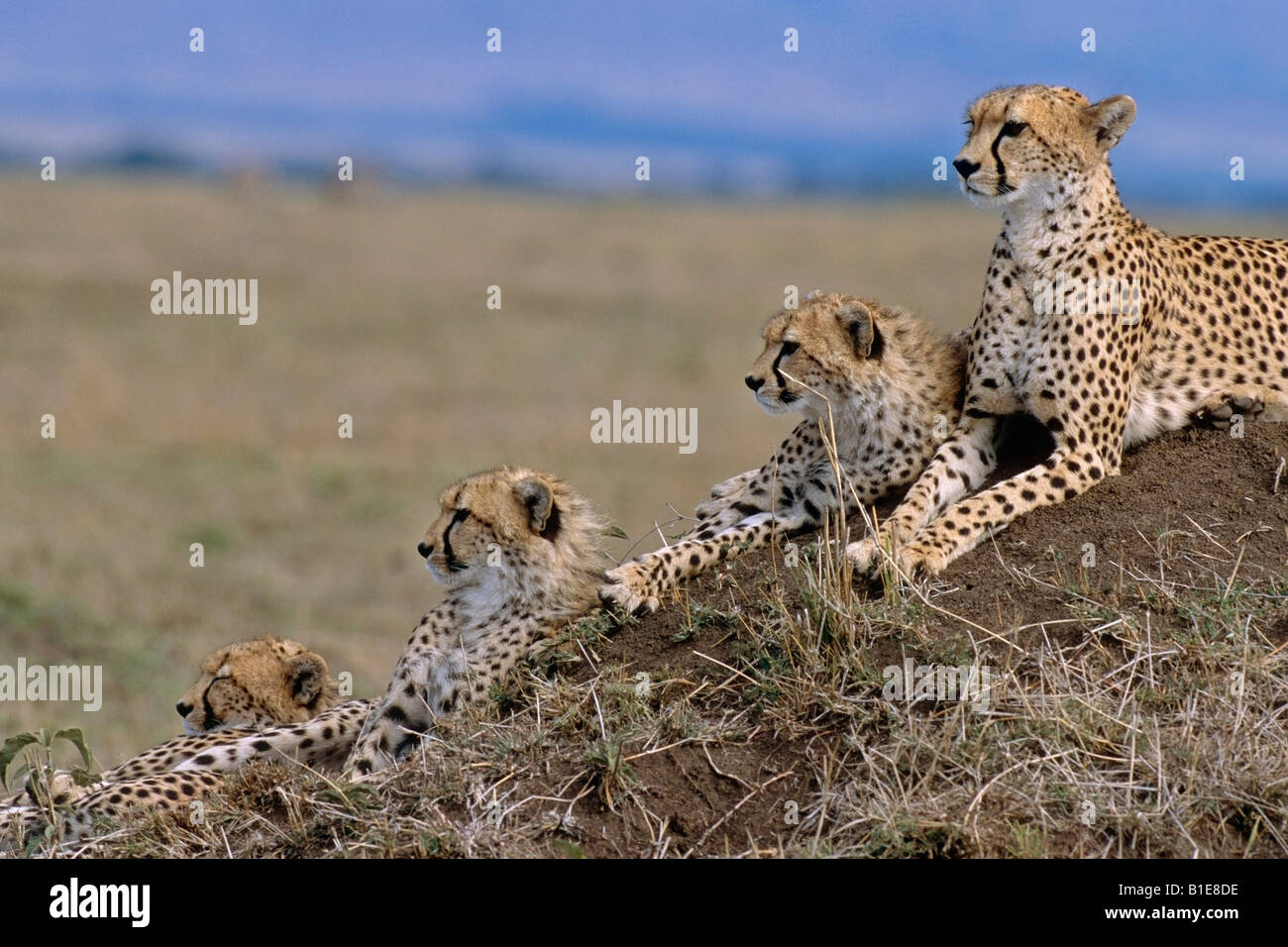 Cheetah sitting vegetation hi-res stock photography and images - Alamy