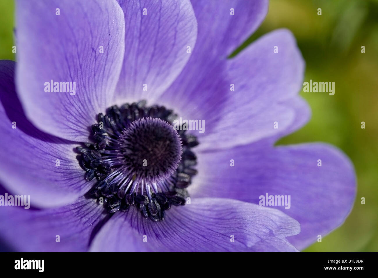 Rare flower up close hi-res stock photography and images - Alamy