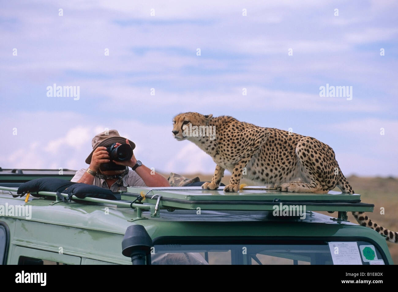 Man photographing Cheetah on vehicle Africa Stock Photo - Alamy