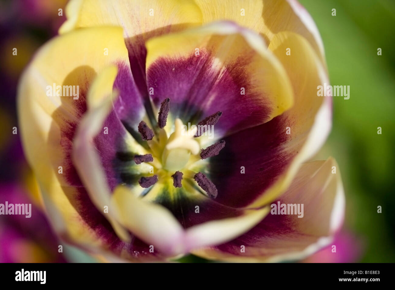 Basifixed hi-res stock photography and images - Alamy