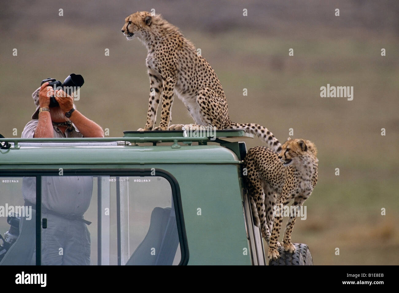 Human cheetah hi-res stock photography and images - Alamy