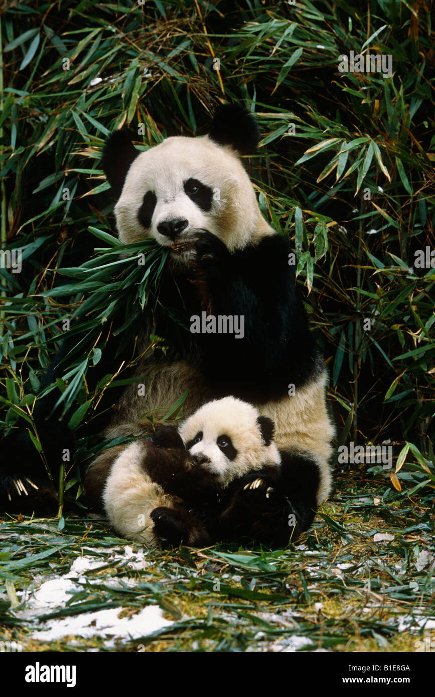 Giant Panda Mother & Cub Wolong Panda Preserve Sichuan Province China ...