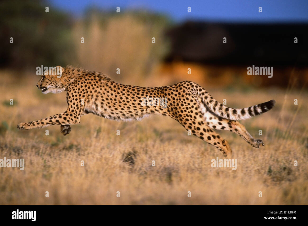 Running Cheetah Africa Stock Photo - Alamy
