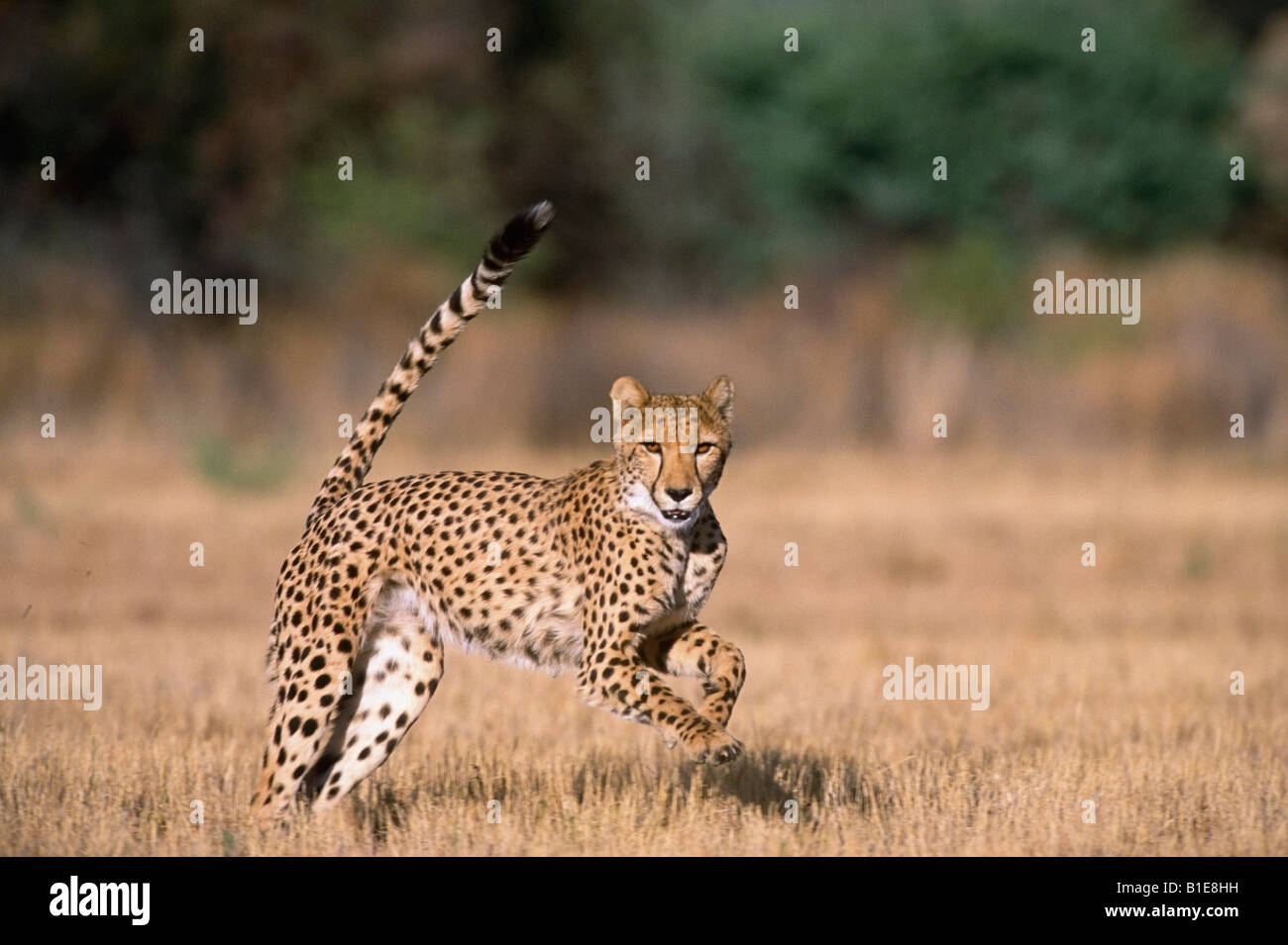 Running Cheetah Africa Stock Photo - Alamy
