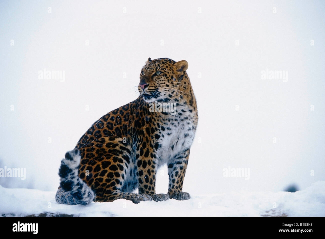 Amur Leopard sitting in snow Stock Photo - Alamy