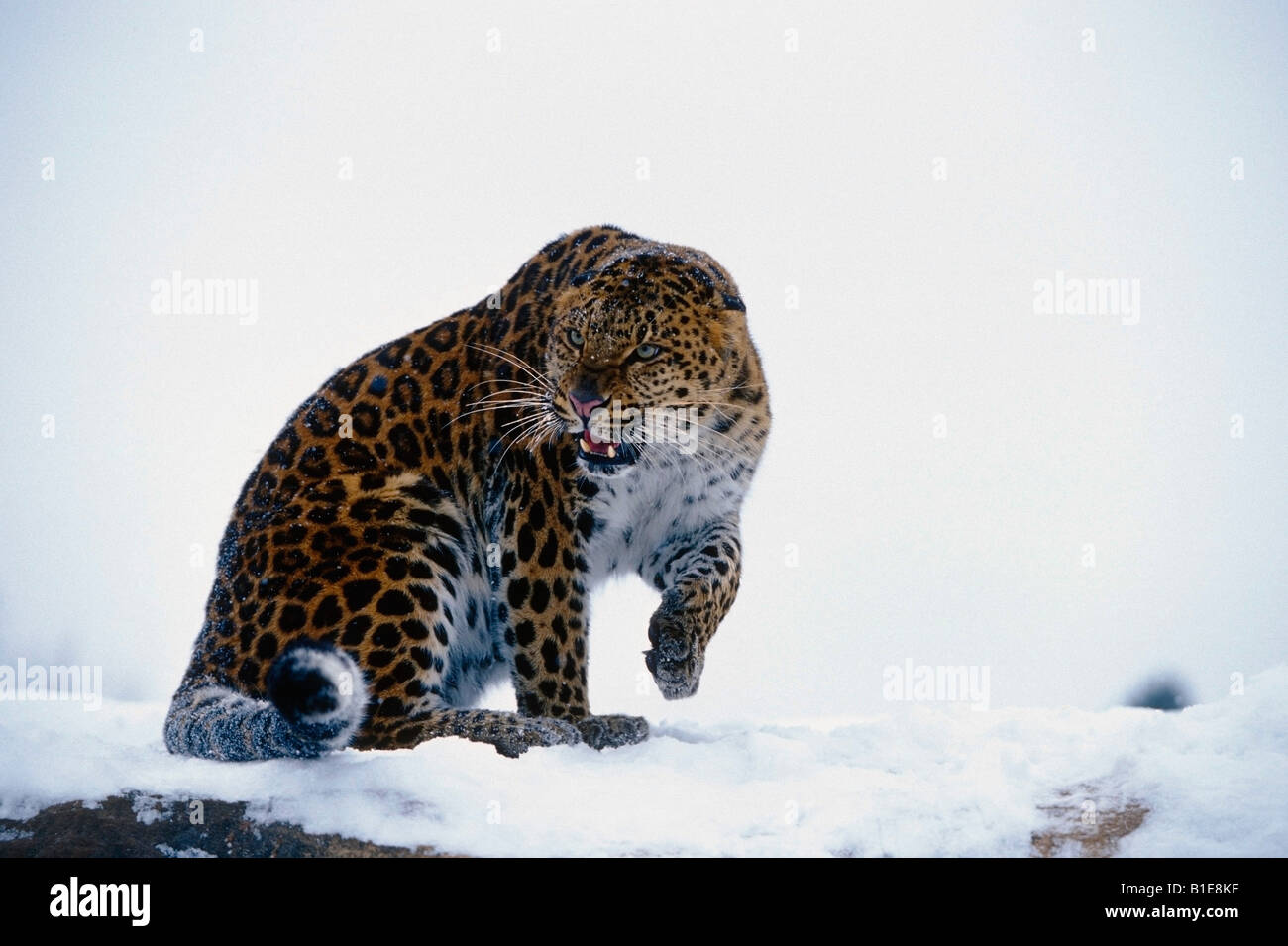Amur Leopard sitting in snow Stock Photo - Alamy