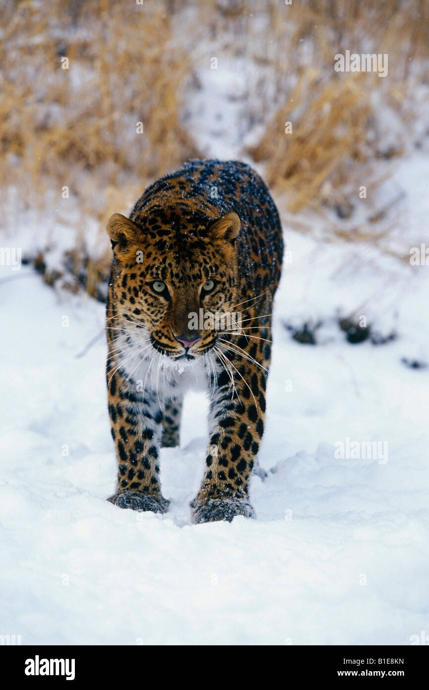 Snow leopard picture hi-res stock photography and images - Alamy