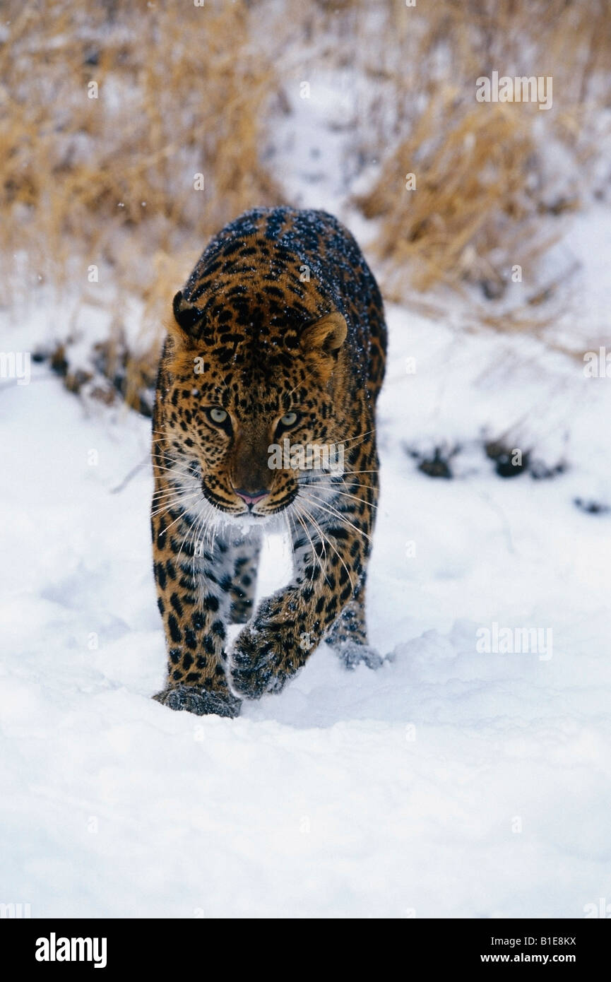 Amur Leopard In Snow