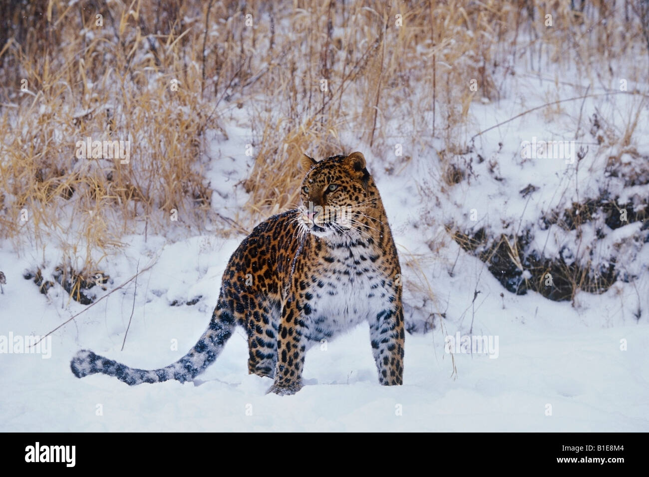 Amur Leopard standing in snow Stock Photo - Alamy Amur Leopard standing in snow Stock Photo - Alamy