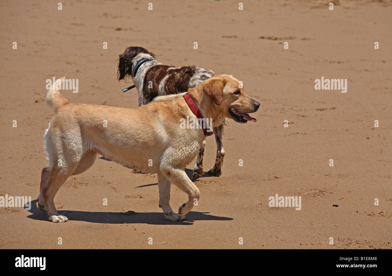 Two dogs at the beach Stock Photo - Alamy