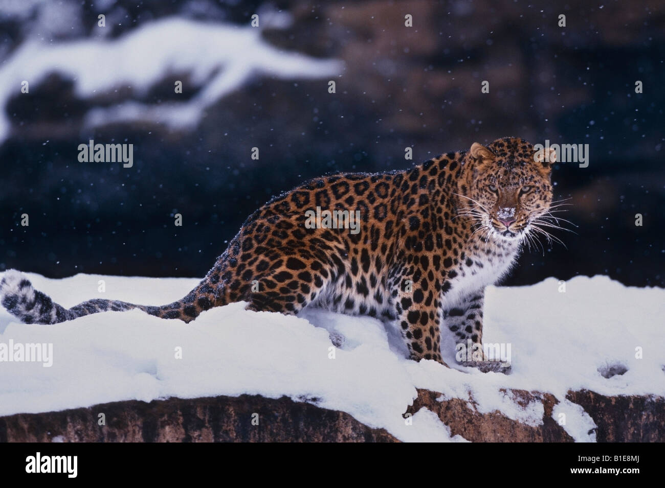 Snow leopard picture hi-res stock photography and images - Alamy