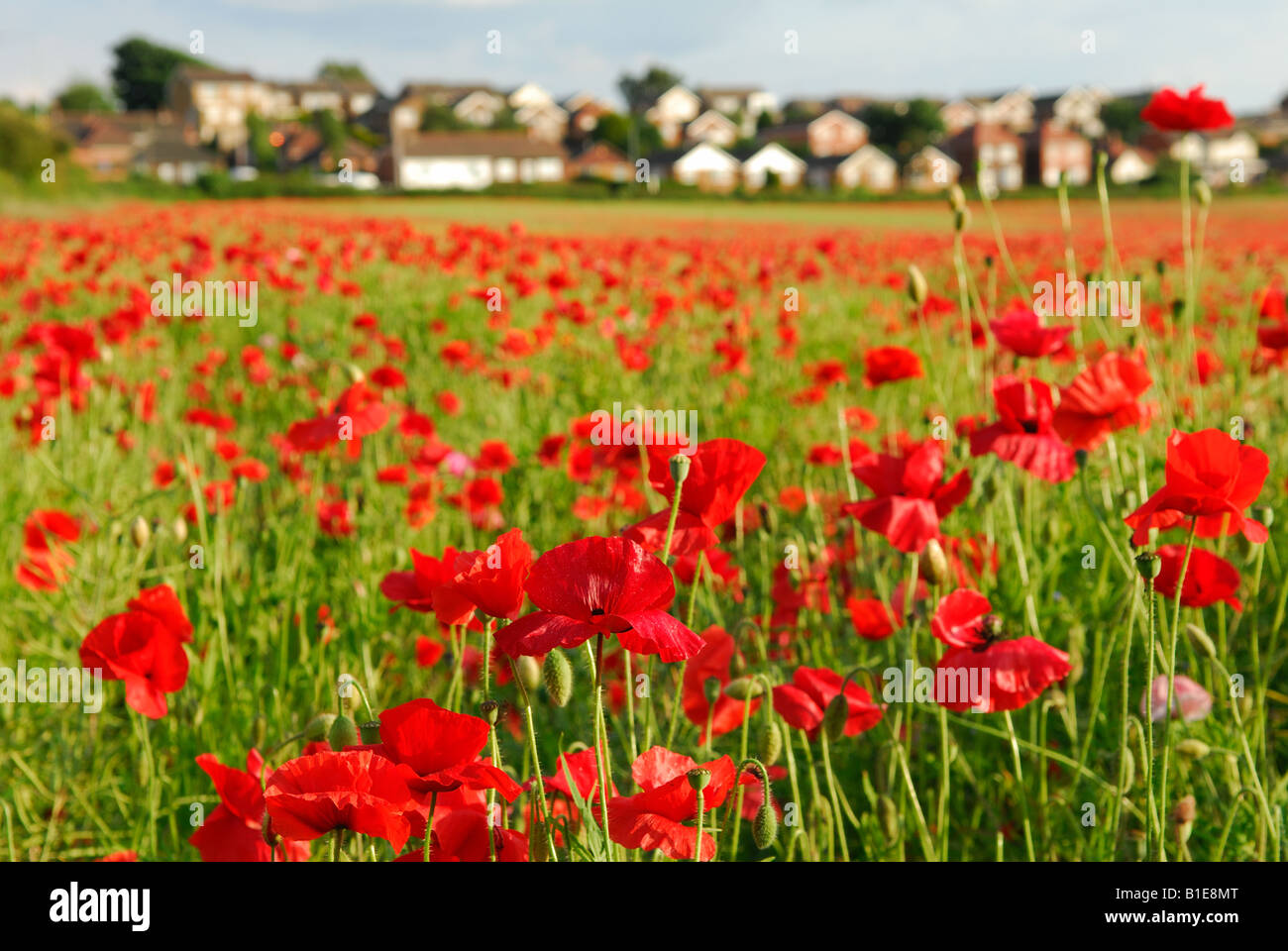 Poppy Field Stock Photo - Alamy