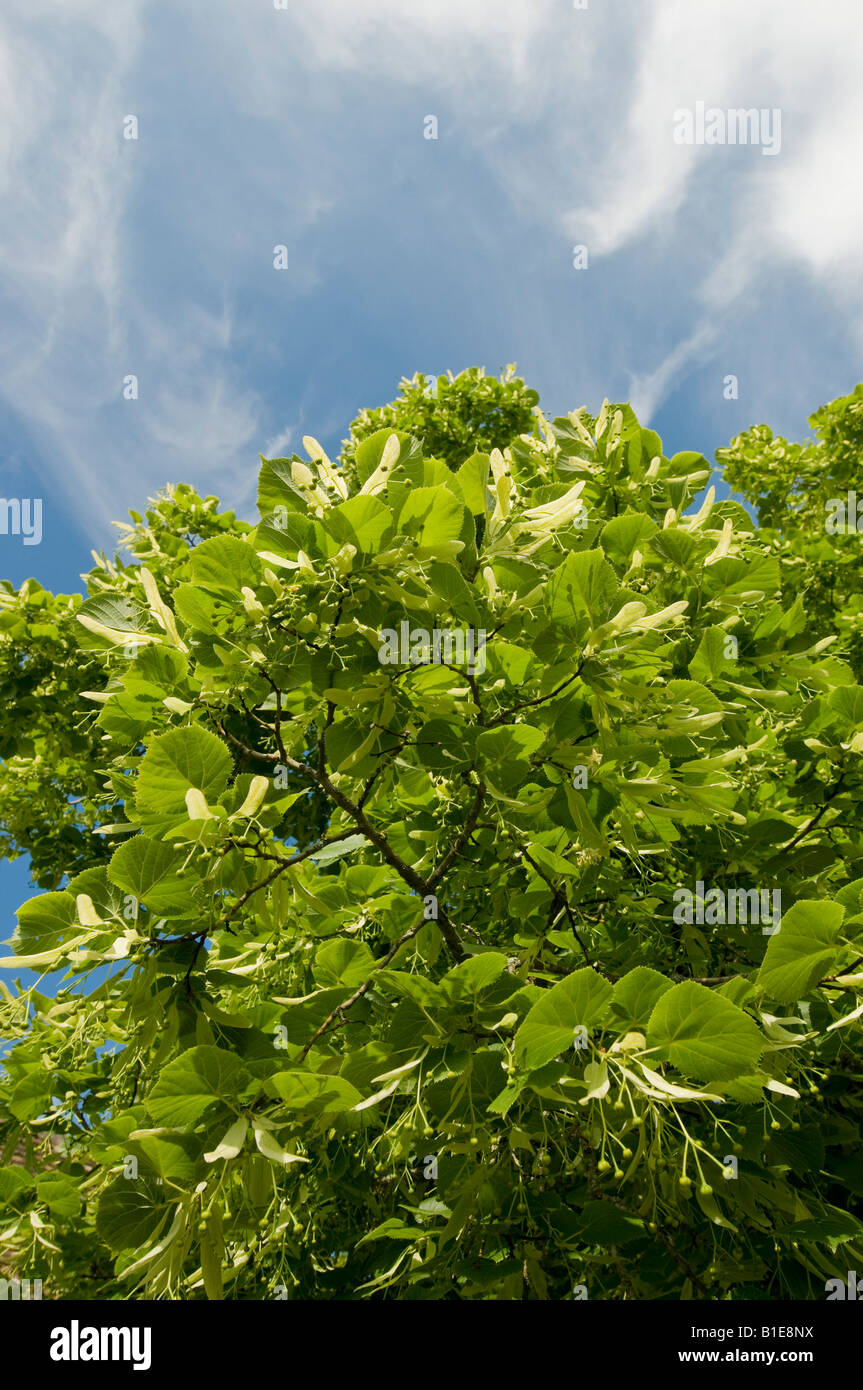 Lime tree flower hi-res stock photography and images - Alamy