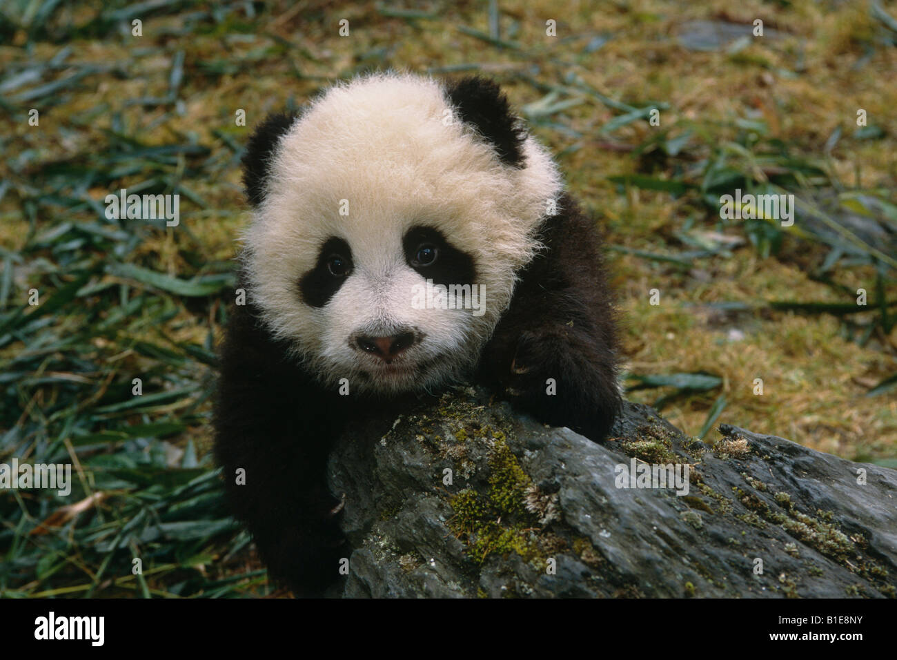 Giant Panda cub Wolong Panda Preserve Sichuan Province China Stock ...