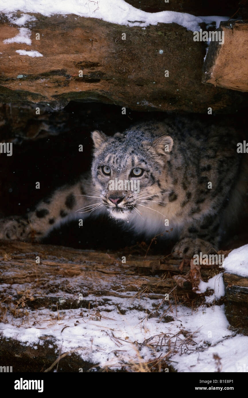 Leopard Seated High Resolution Stock Photography and Images - Alamy
