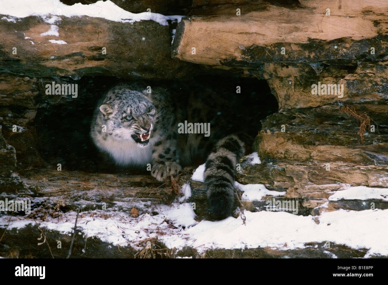 Seated leopard hi-res stock photography and images - Alamy