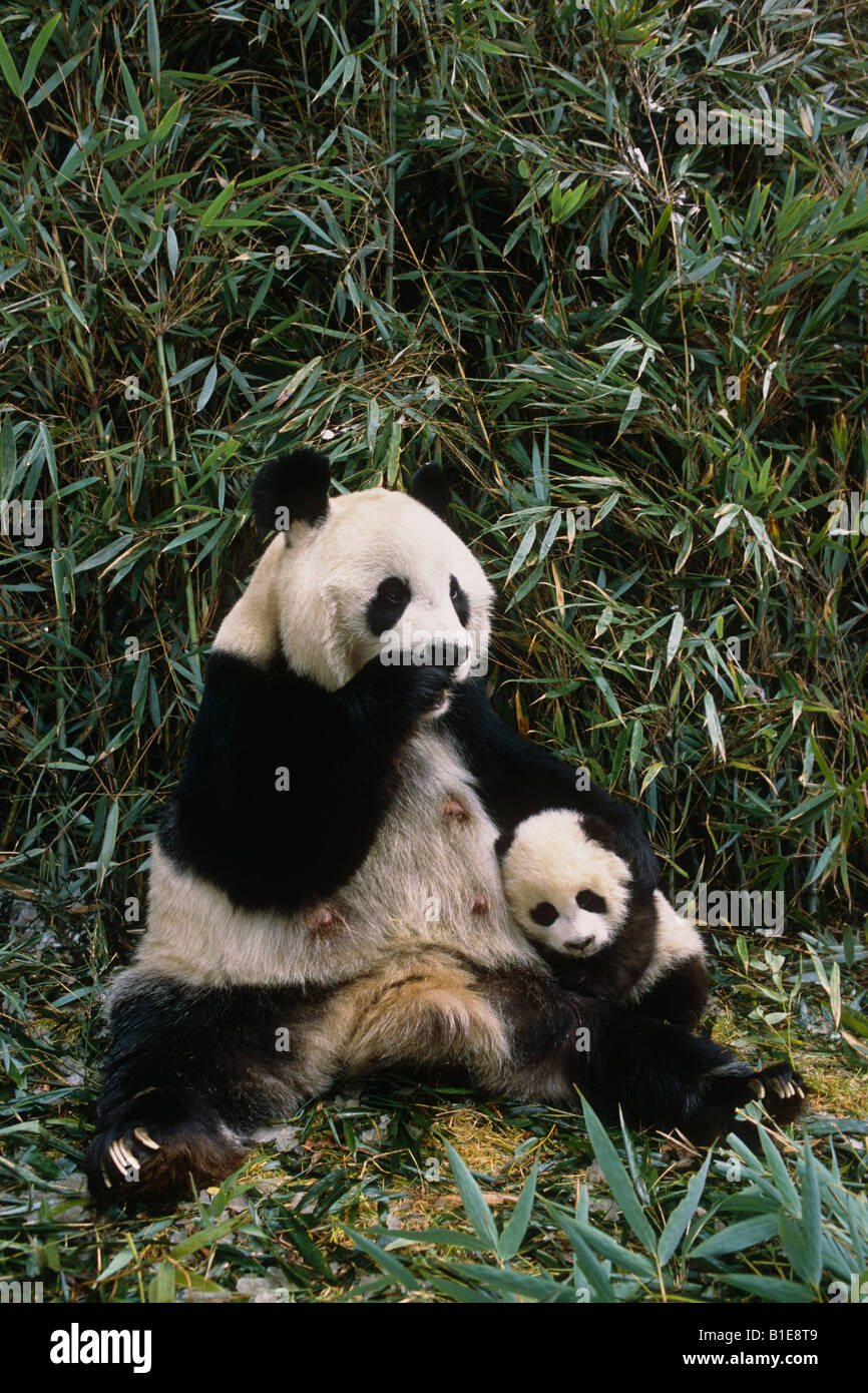 Giant panda wolong nature preserve hi-res stock photography and images ...