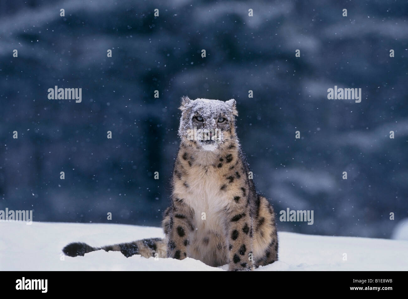 Snow Leopard sitting in snow Stock Photo - Alamy