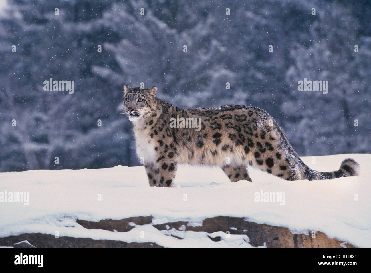 Leopard running side view hi-res stock photography and images - Alamy