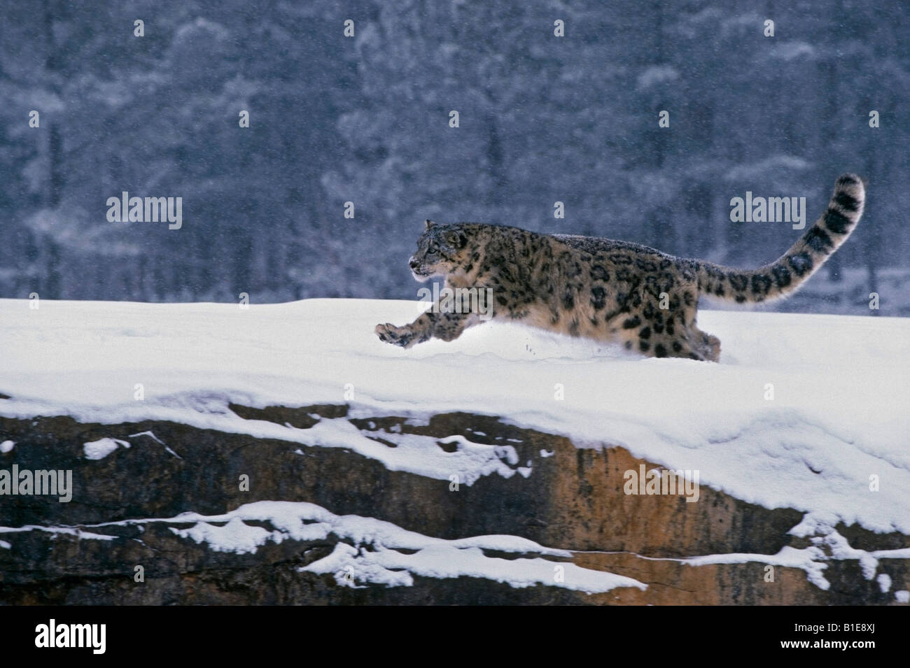 Leopard running side view hi-res stock photography and images - Alamy
