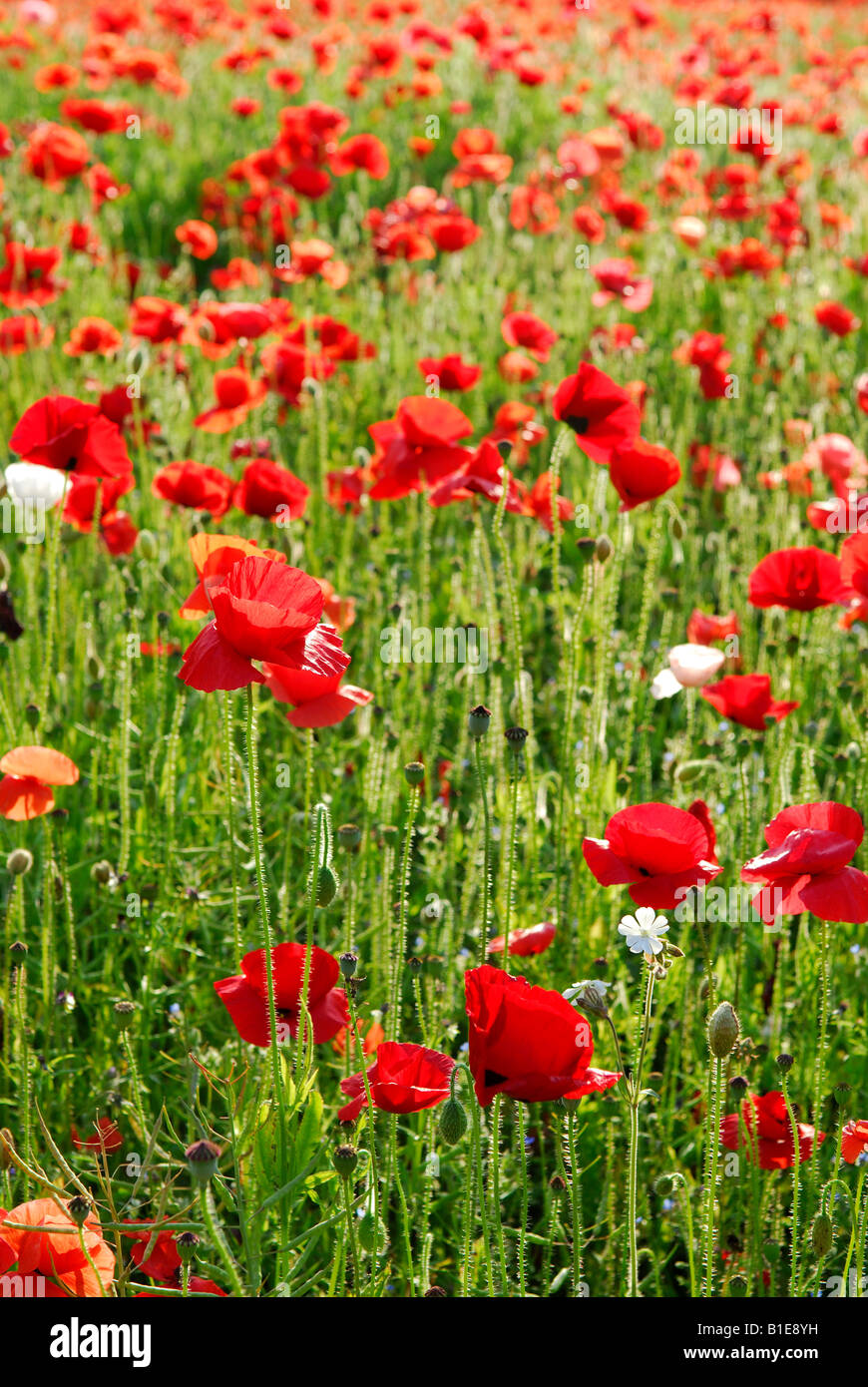 Poppy meadow hi-res stock photography and images - Alamy