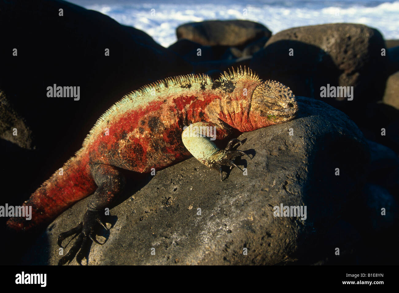 Marine Iguana sunning on volcanic rock Galapagos Island Ecuador Stock ...