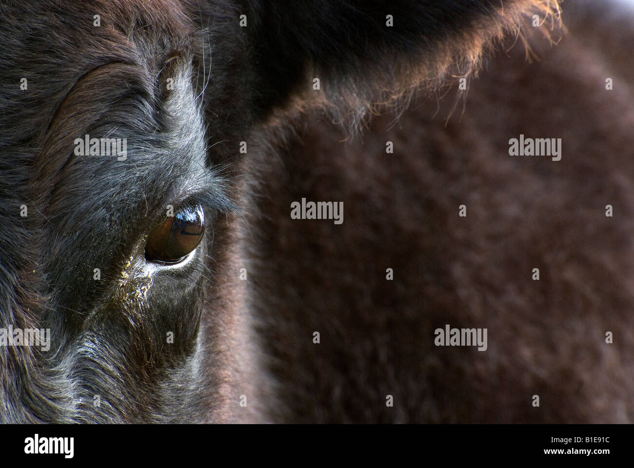 Cow eye hi-res stock photography and images - Alamy