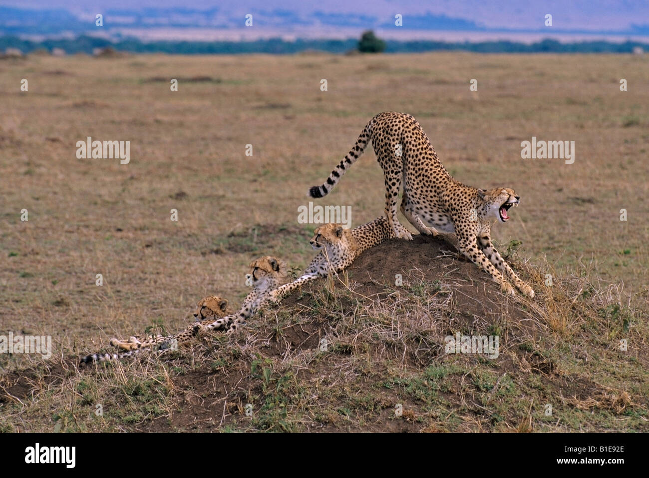 Cheetah sitting vegetation hi-res stock photography and images - Alamy