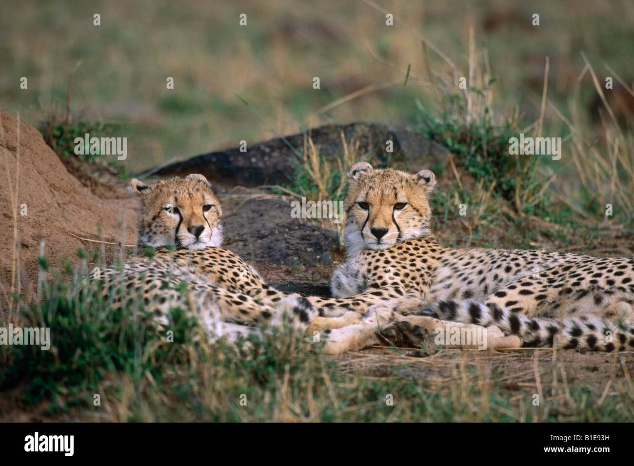 Two Cheetahs laying down Africa Stock Photo - Alamy