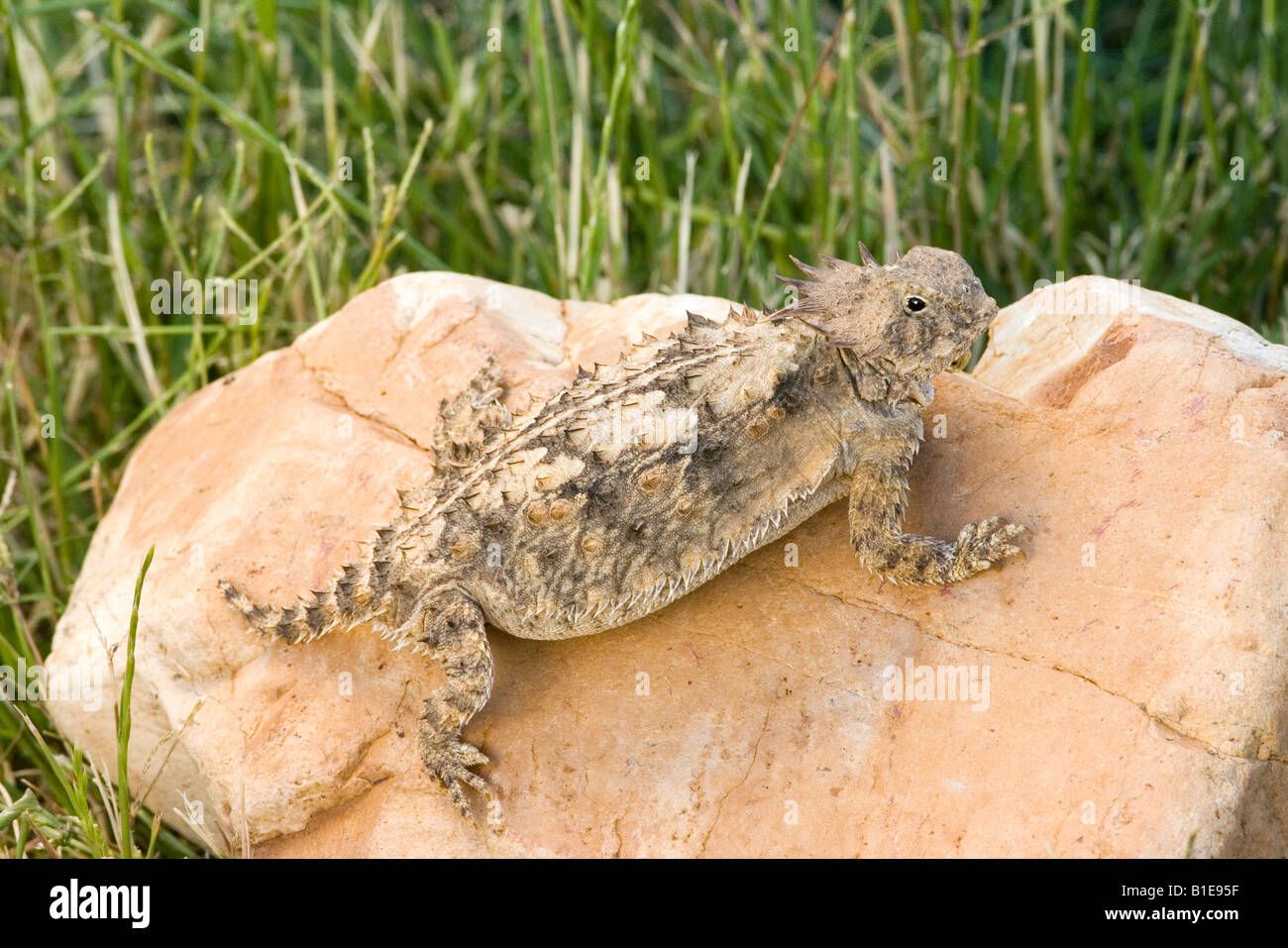 Regal horned lizard hi-res stock photography and images - Alamy