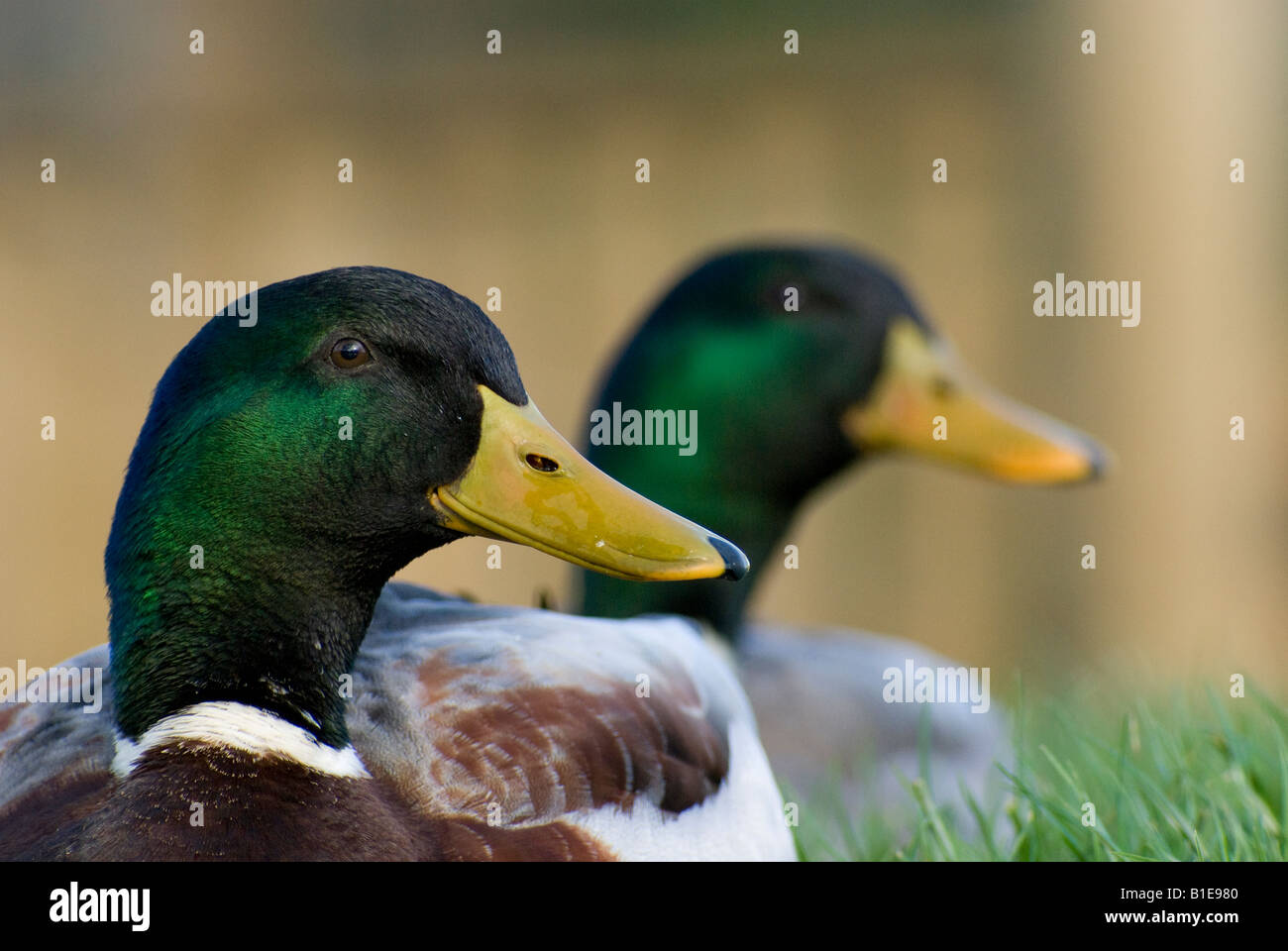Ducks of tasmania hi-res stock photography and images - Alamy