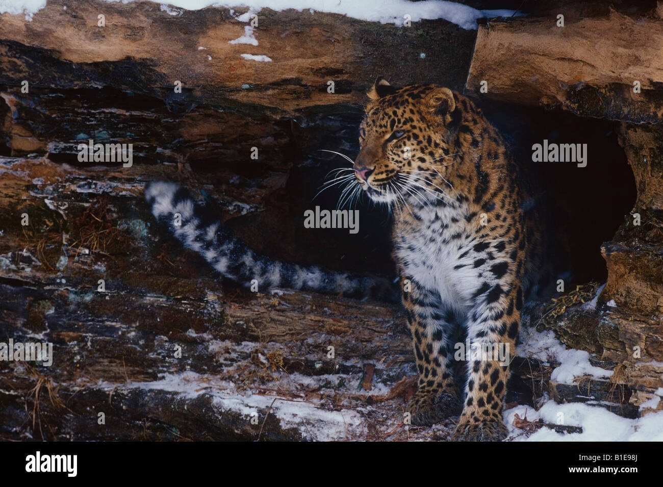 Amur Leopard Profile High Resolution Stock Photography and Images - Alamy
