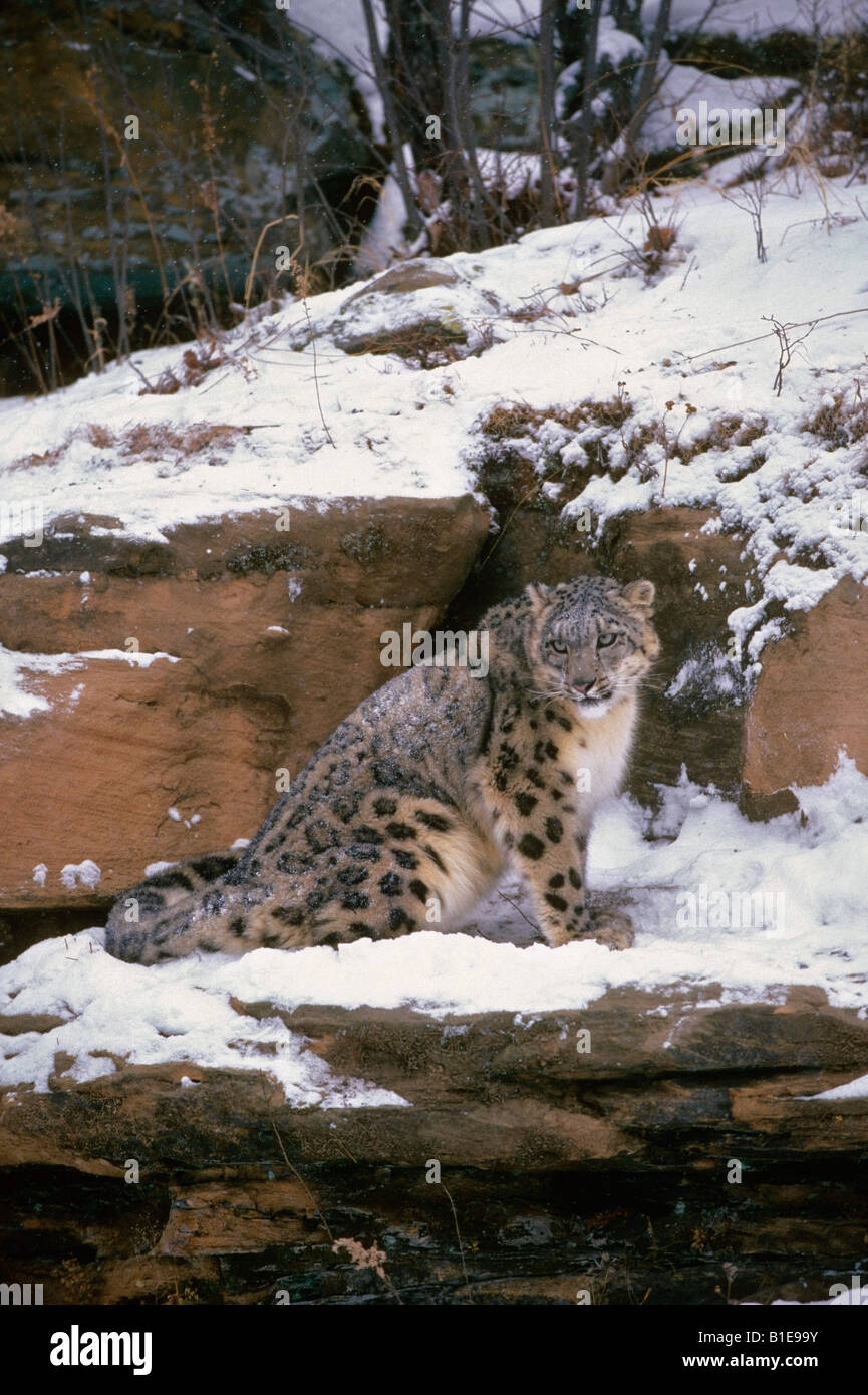 Leopard Seated High Resolution Stock Photography and Images - Alamy