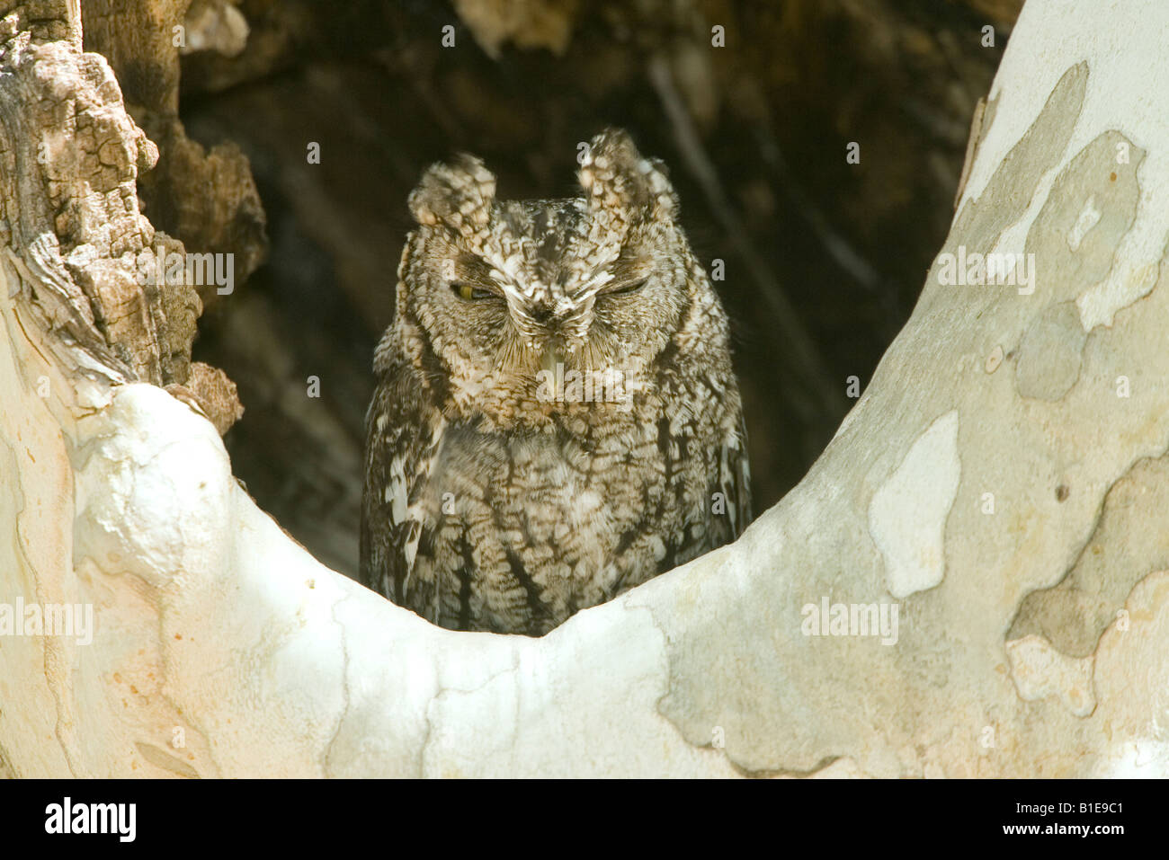 Whiskered Screech Owl Otus trichopsis Stock Photo - Alamy