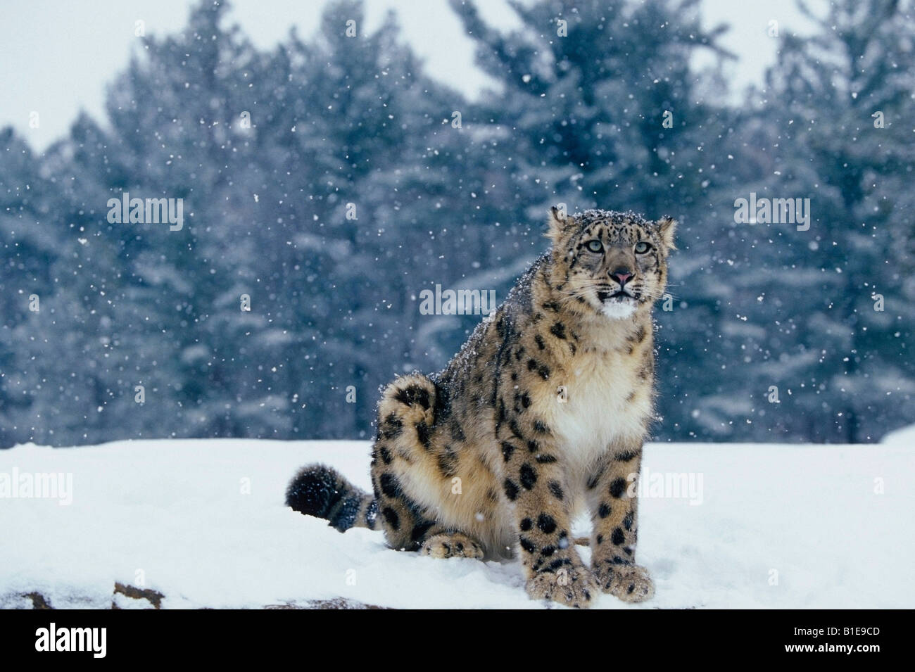 Snow Leopard sitting in snow Stock Photo - Alamy