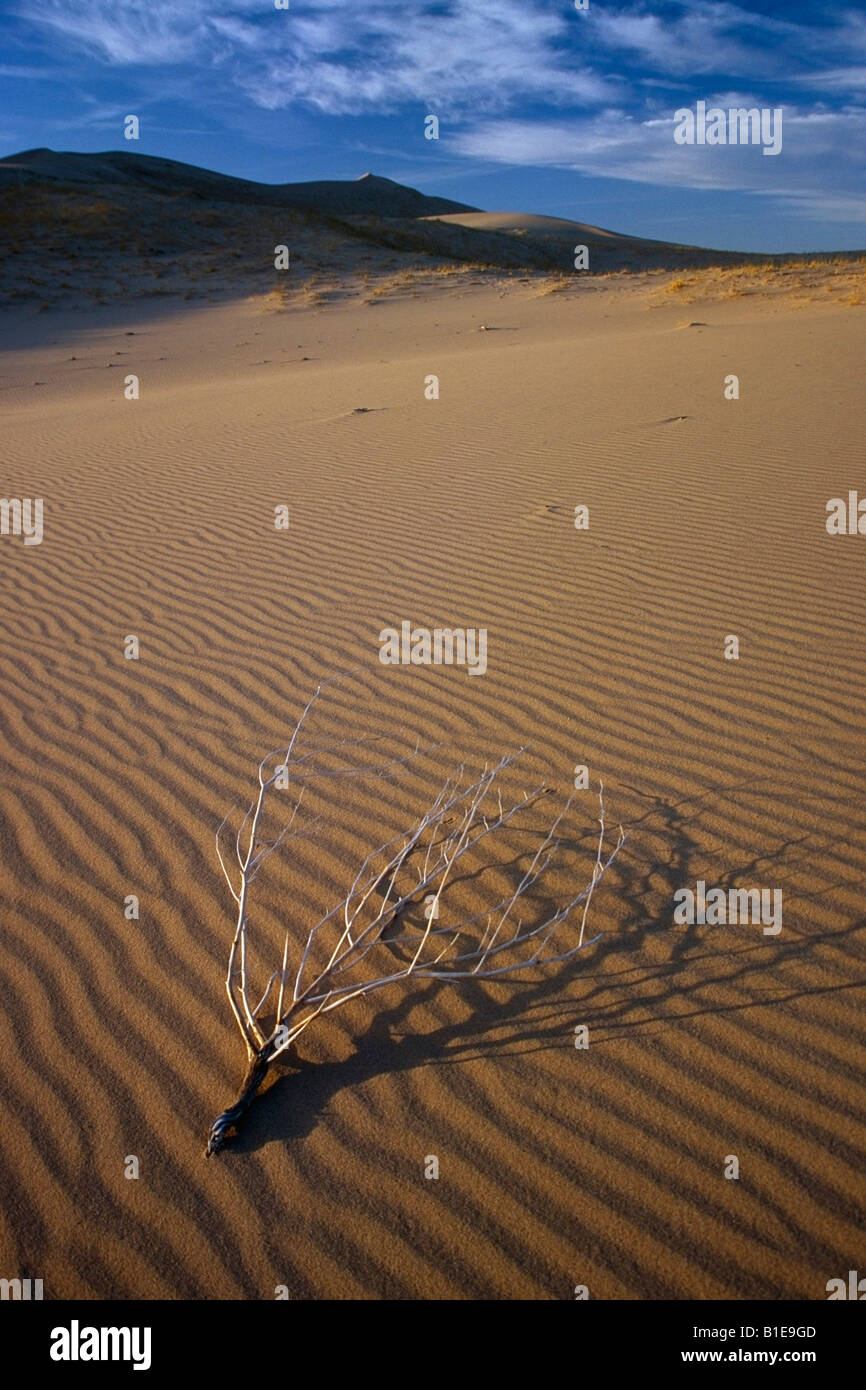 Dried tree branch laying on windblown sand dune Mojave Desert ...