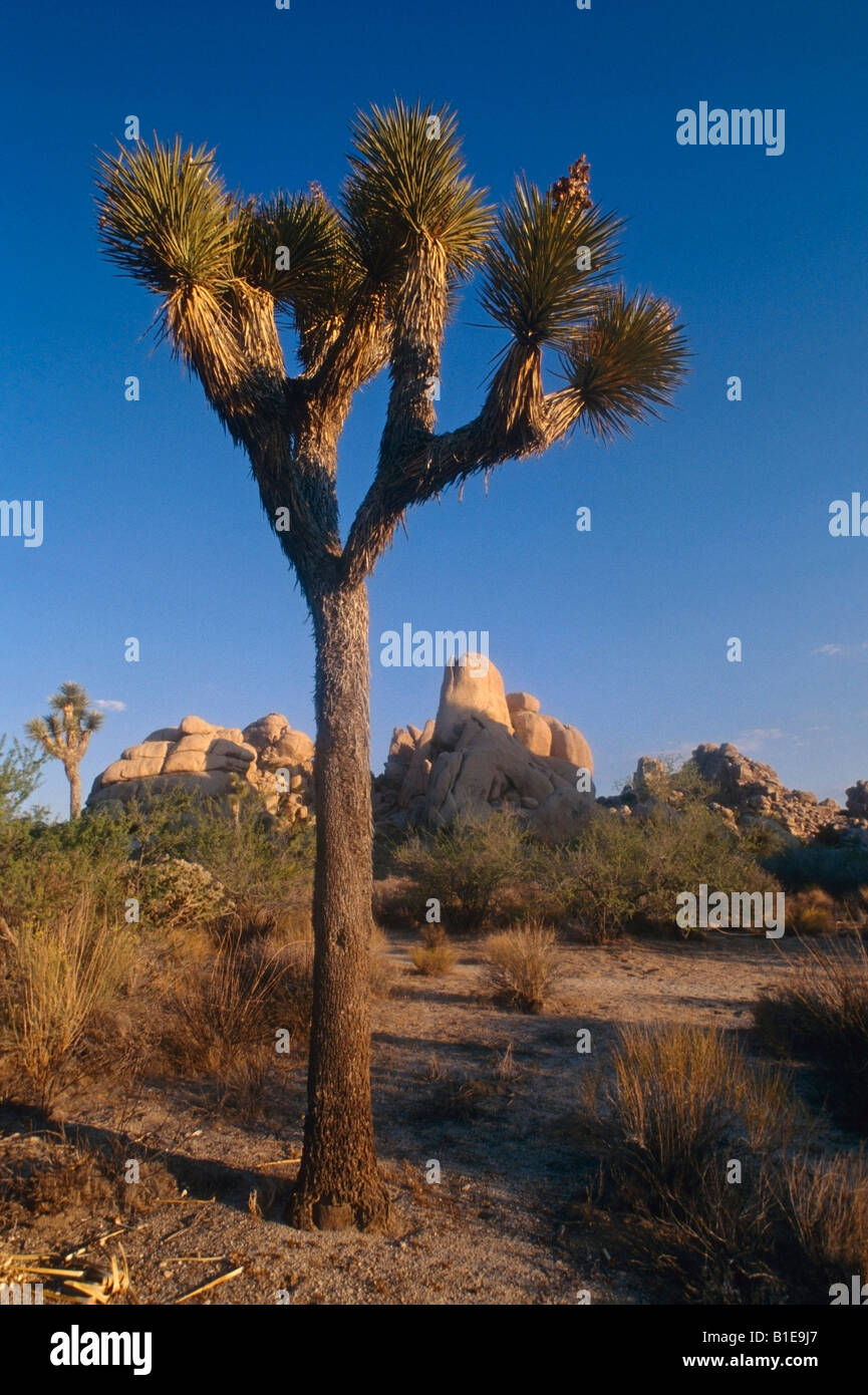 Evening light falling on Joshua Trees & rock formations Joshua Tree ...