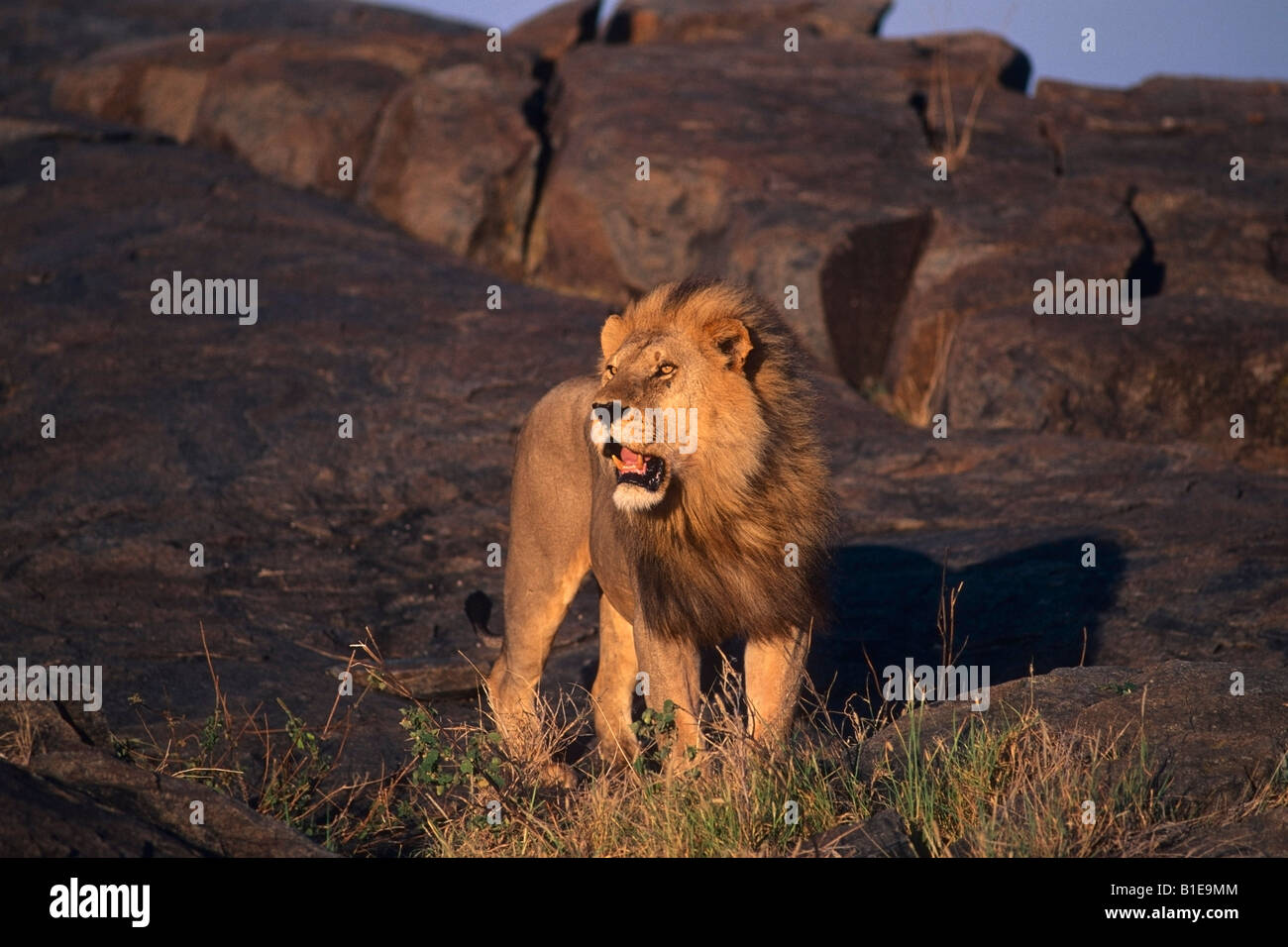 Male Lion standing Africa Stock Photo - Alamy