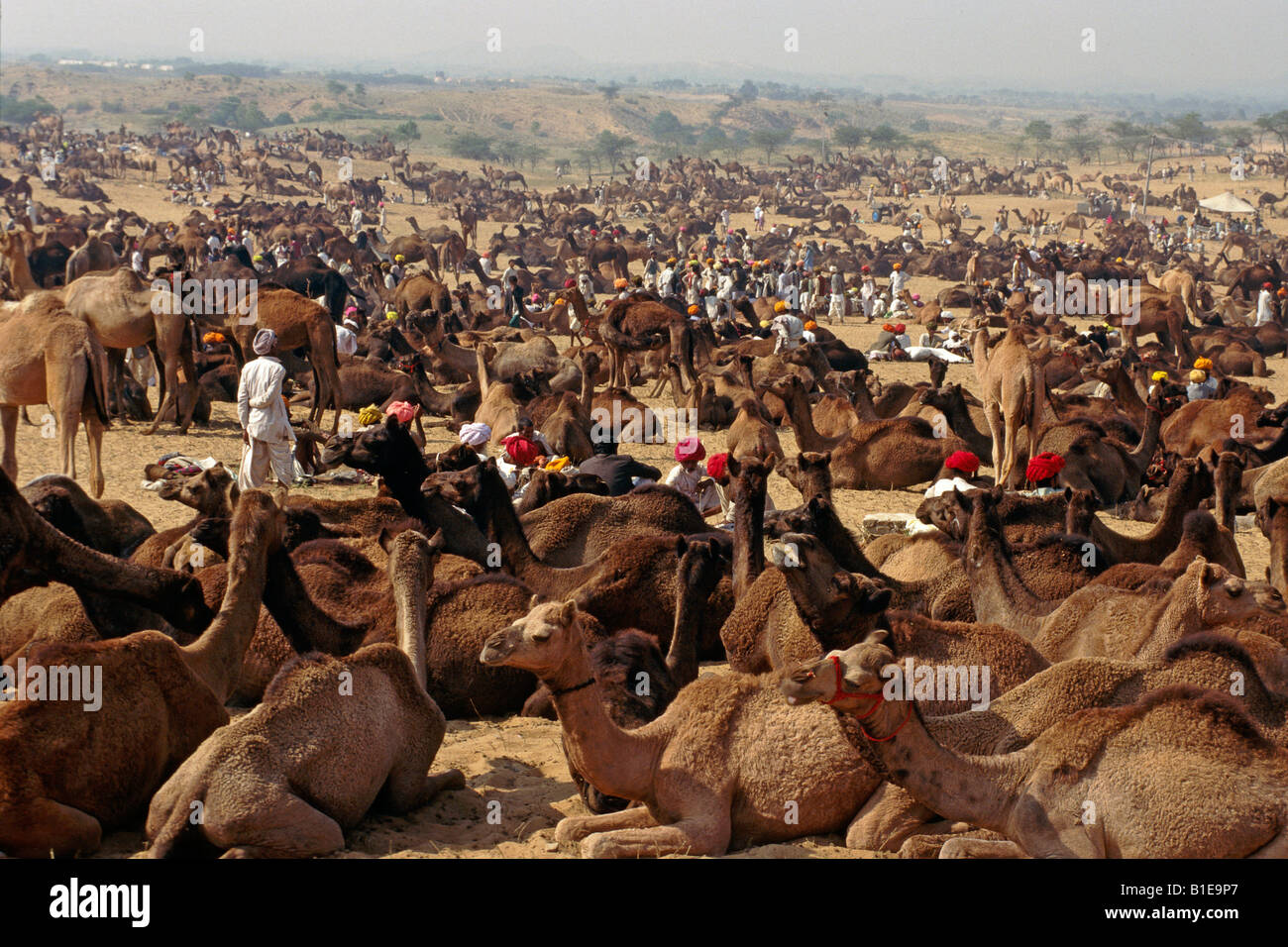 Pushkar Camel trading fair Rajasthan Desert India Stock Photo - Alamy